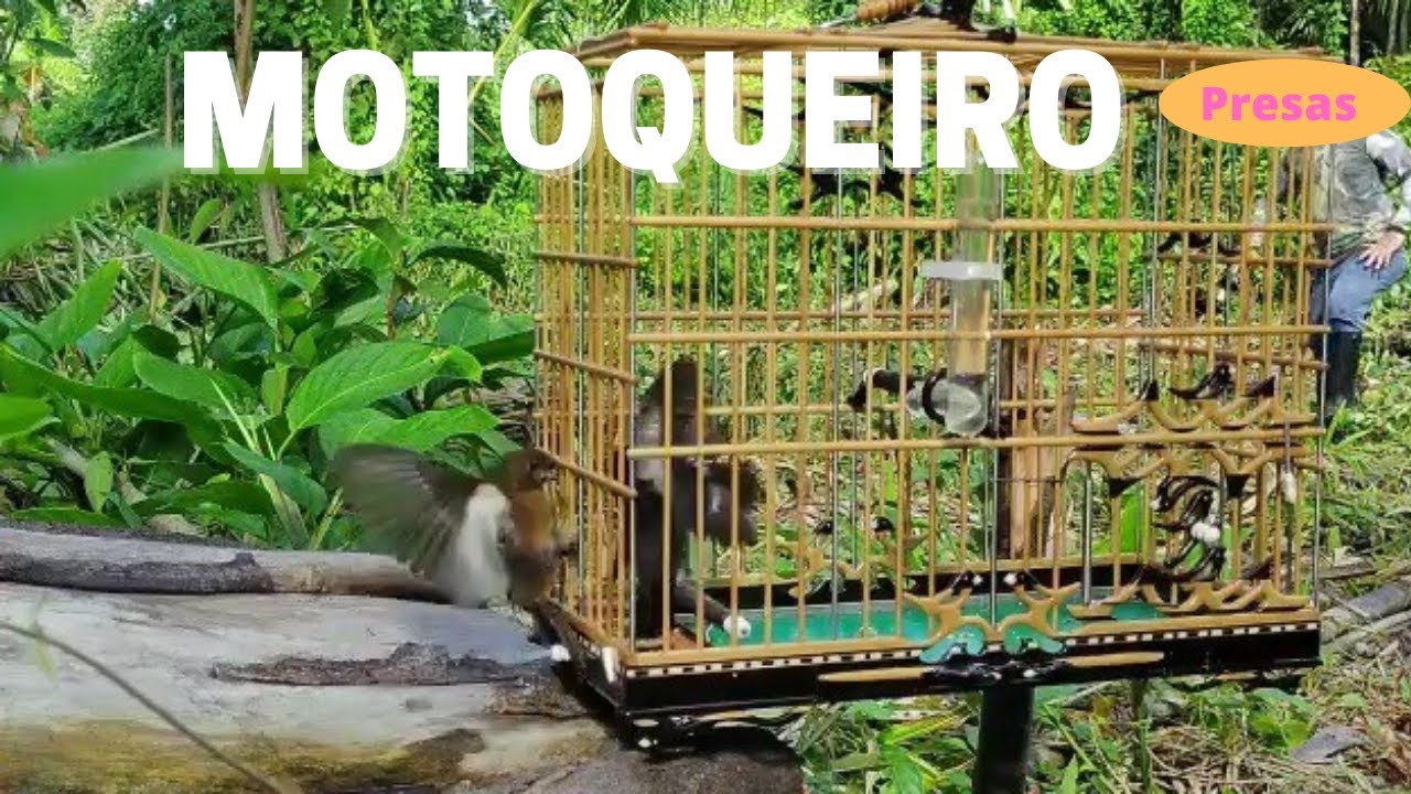 🔥 CURÍO PRESEIRO MOTOQUEIRO - YouTube