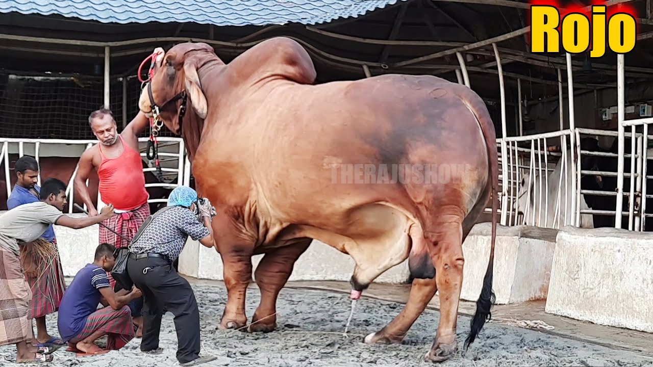 এবারের ঈদে সবচেয়ে বড় গরু রোজো । Rojo cow price । Sadeeq agro new ...
