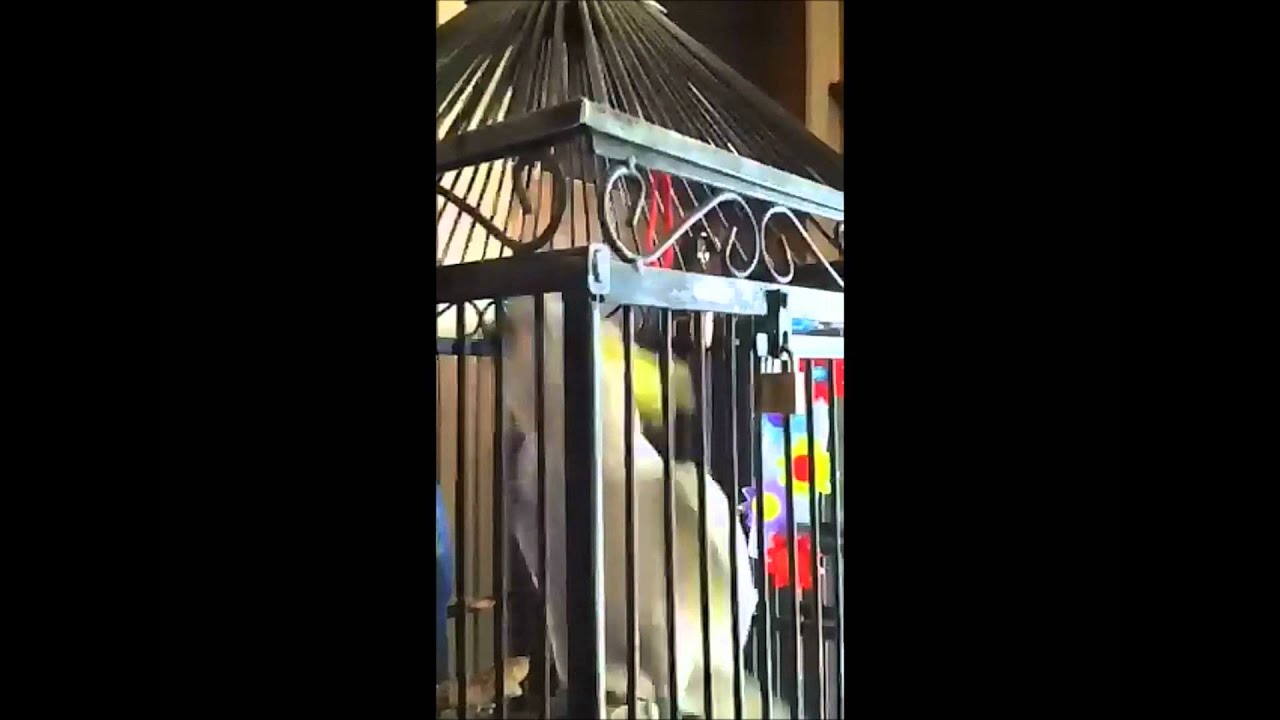 Dodo Dancing 1 - YouTube