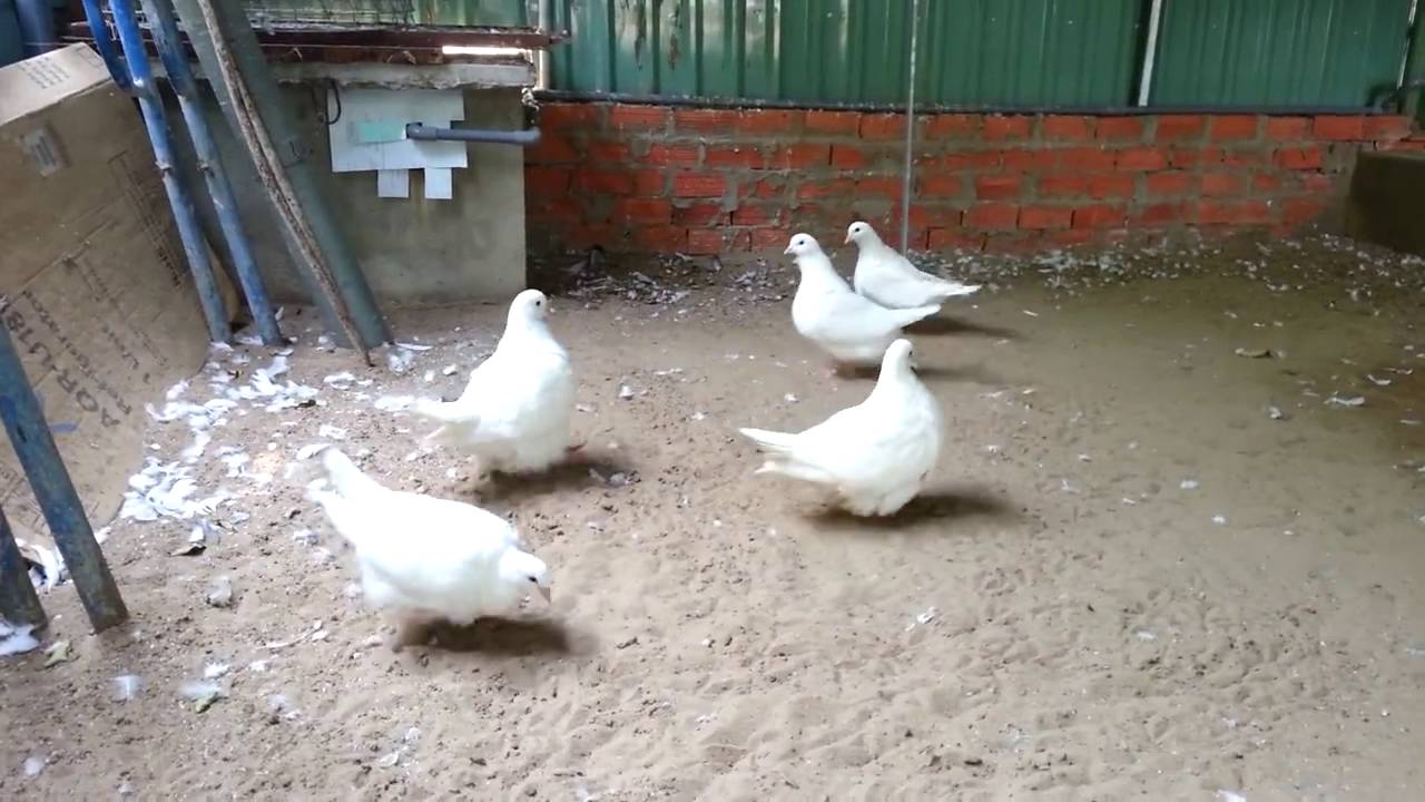 Pigeon Mondain - YouTube