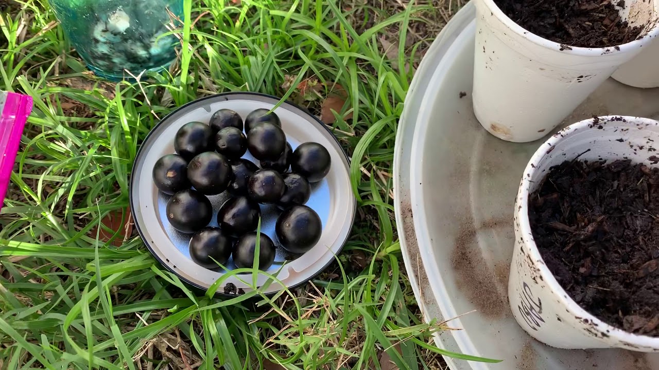 Using Jaboticaba Fruit Seeds to Propagate - YouTube