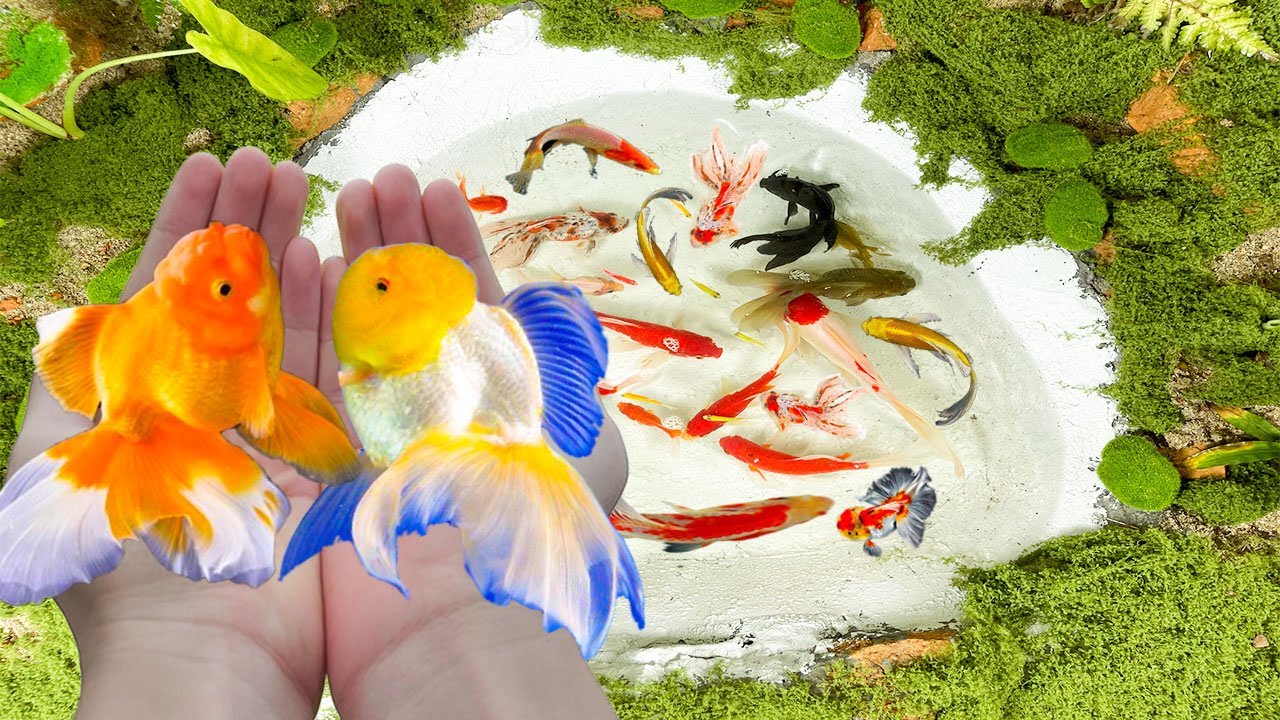 Rescuing Beautiful Fish Species A Mission of Hope and Conservation ...