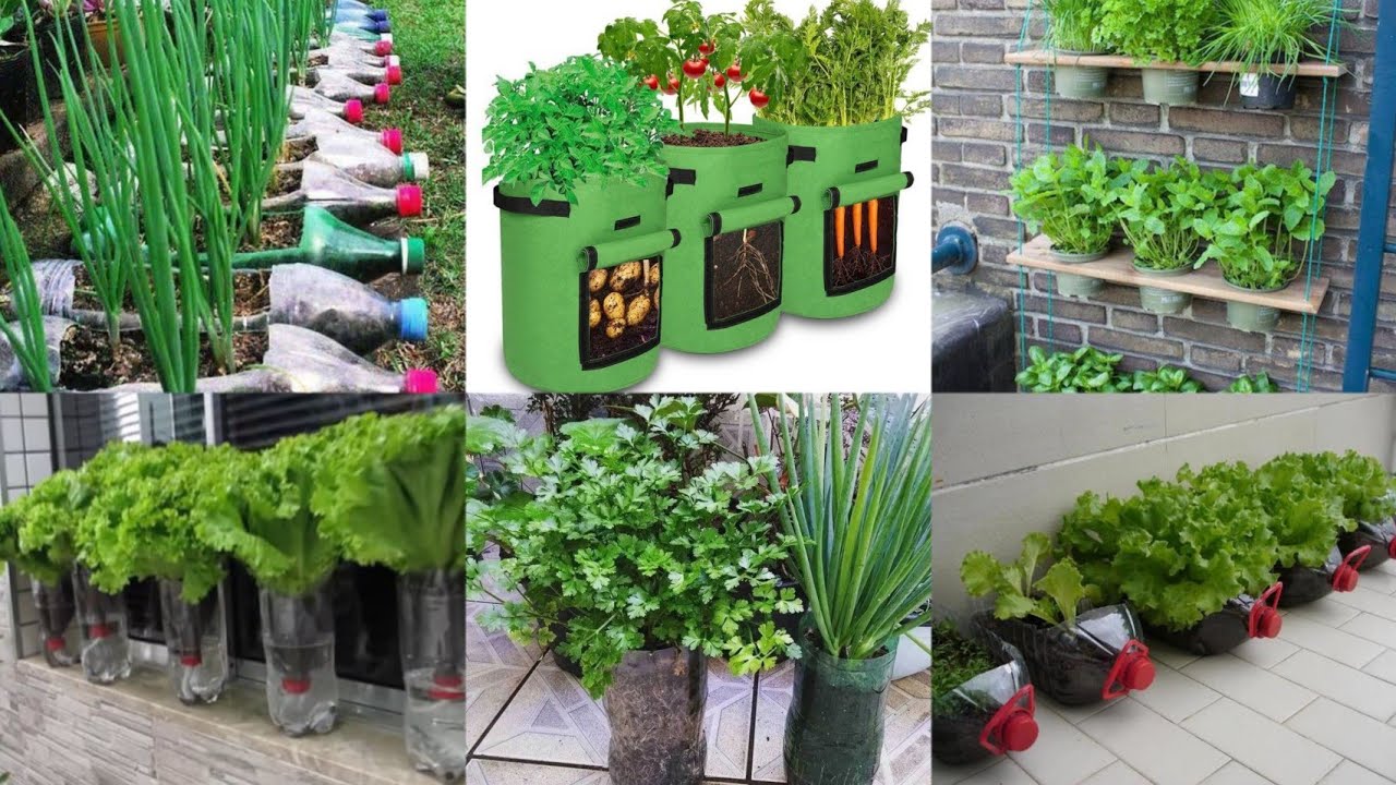 100+DIY Recycling Plastic Bottle Vegetables ideas | Plastic Bottle ...