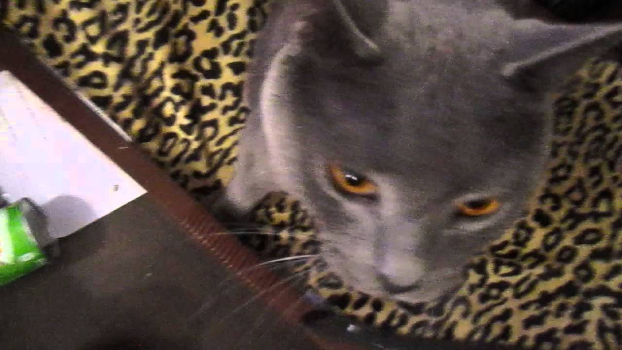 gros chat chartreux mignon joue sur son hamac lol beautiful fat cat ...