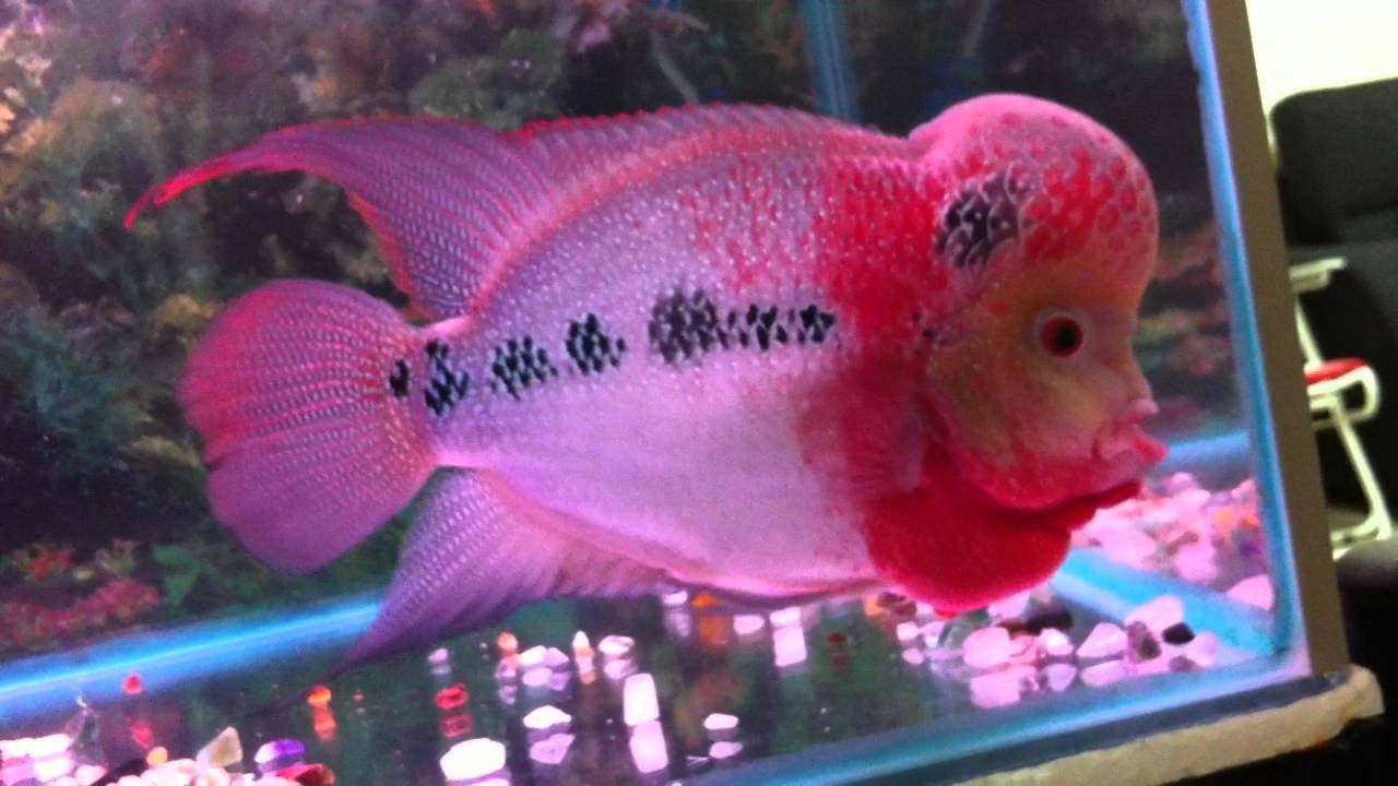 King of the fish - flower hon - YouTube