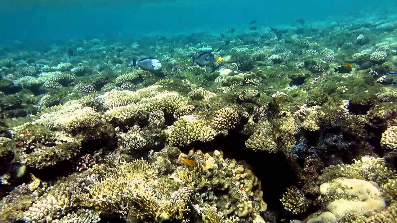 Bodlok rudomořský [Acanthurus sohal] (Sohal Surgeonfish) - YouTube