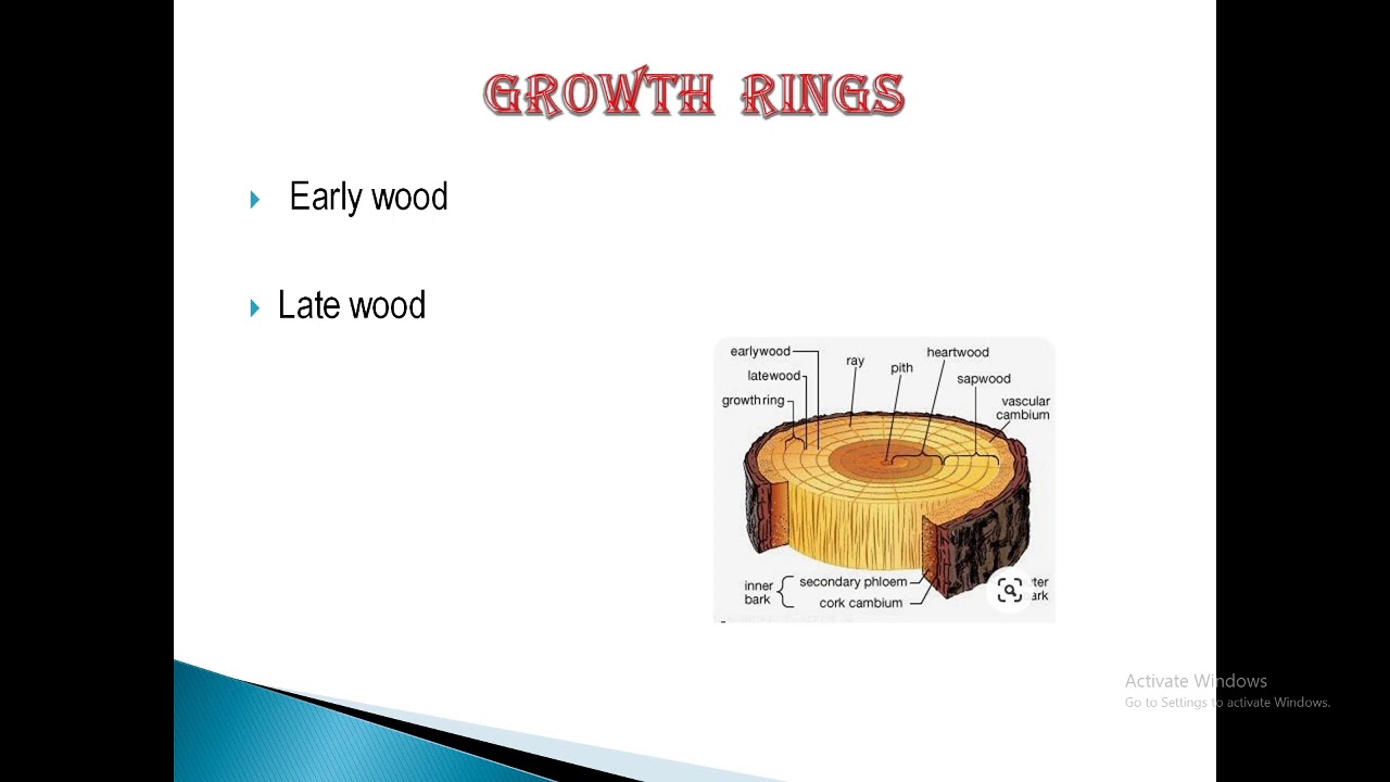 Growth Rings By Dr.Sangole - YouTube