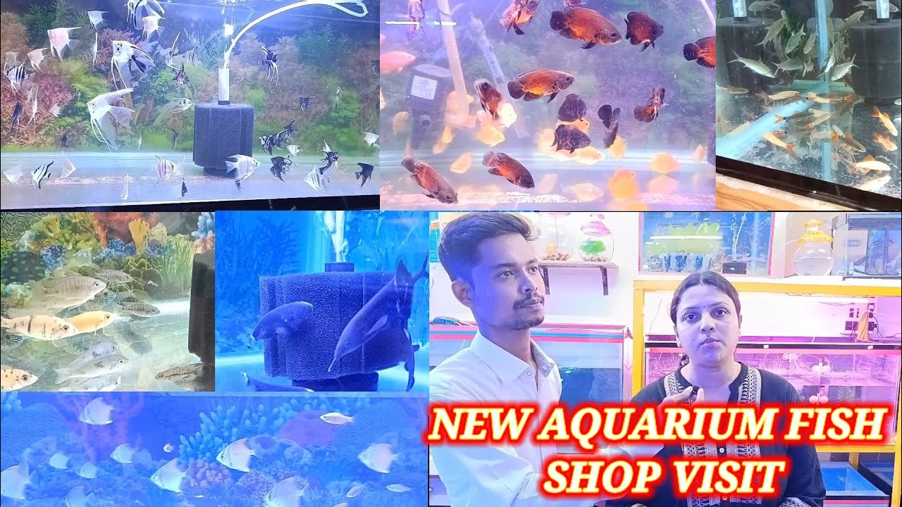 Wholesale & retail fish shop visit🐟Exotic fish price & all information🐟 ...