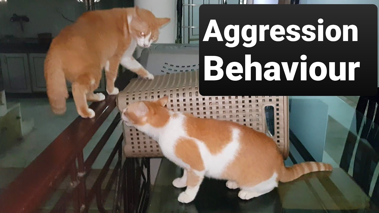 Cats Behaviour Problems: Aggression | Hate Vs Love. - YouTube