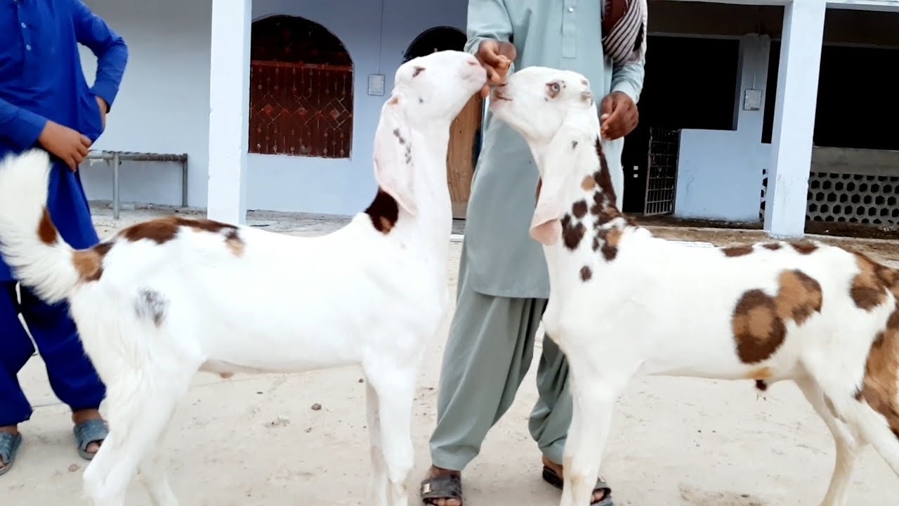 Most beautiful and high quality ablak shera print bakray for sale ...