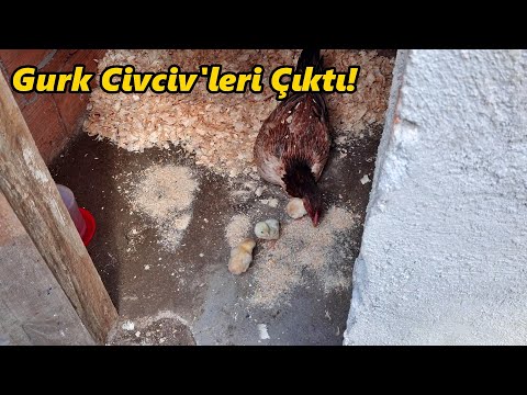 Gurk Tavuğun Civcivleri Çıktı!-/Ördekleri Dışarı Saldım!/Ahırın Son Durumu!#Kümes#Gurktavuk#civciv
