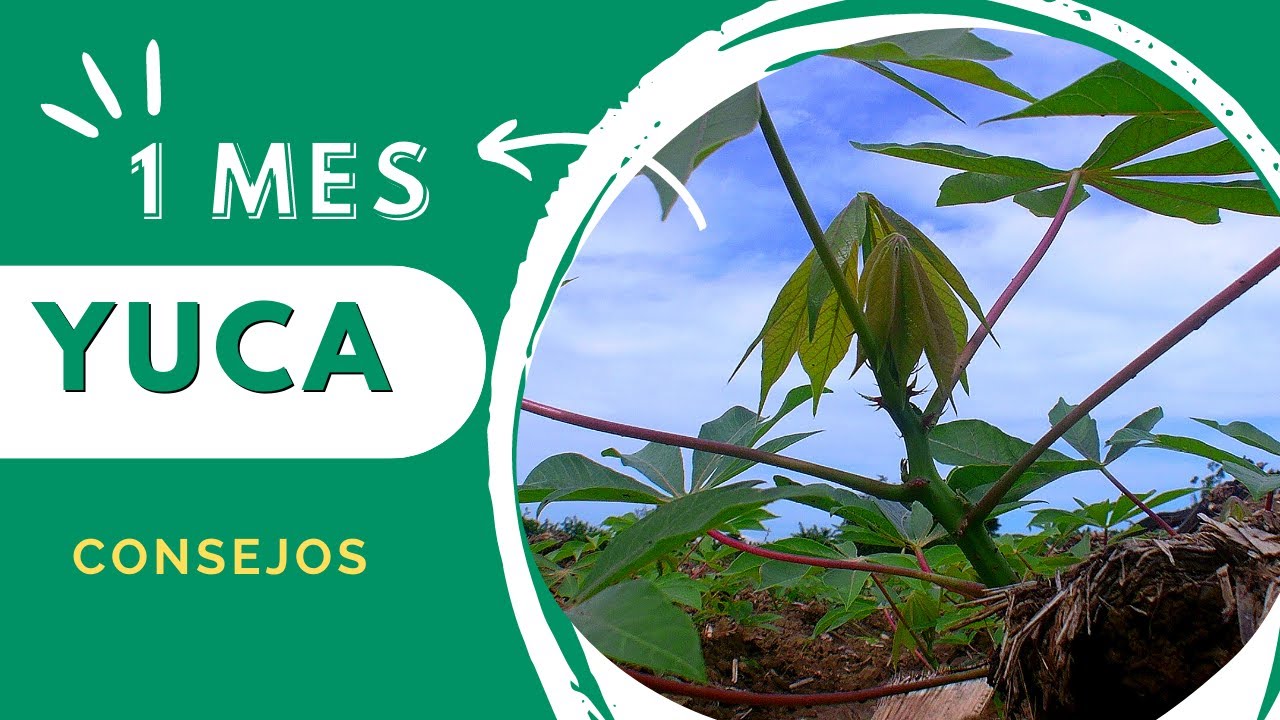 Yuca. Cosecha de 1 mes de sembrada. - YouTube