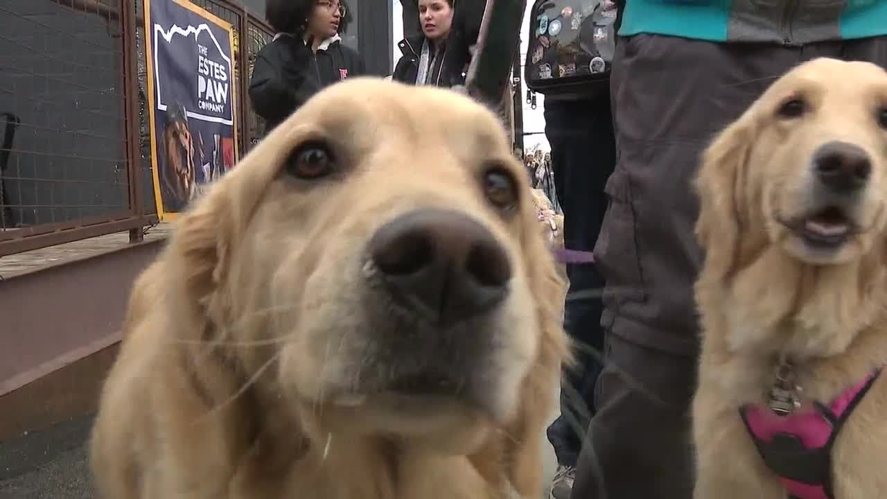 A Golden Day: Thousands attend annual Goldens in Golden event - YouTube