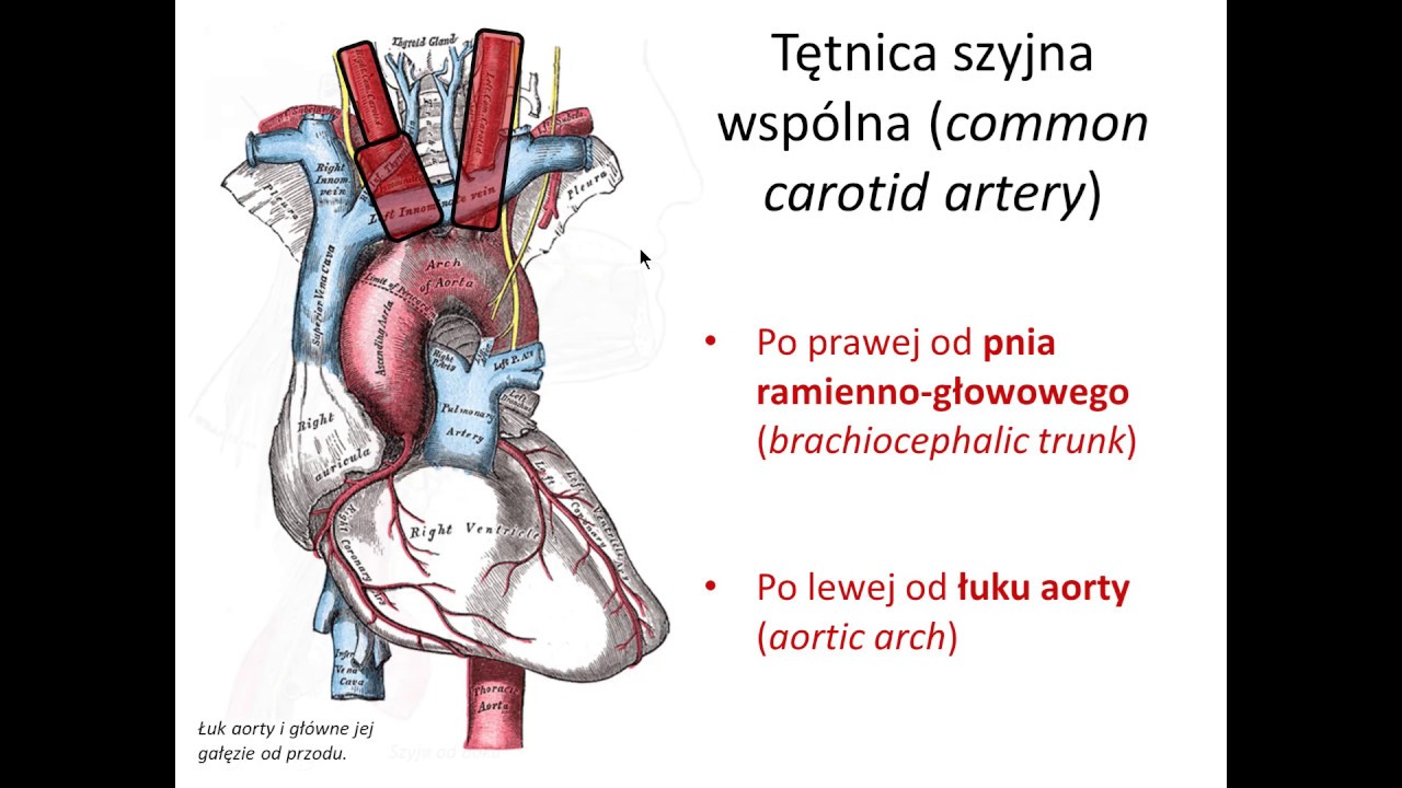 Tętnica szyjna wspólna (pełna wersja) - YouTube