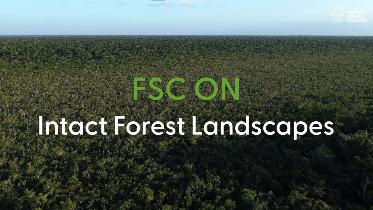 Paisajes forestales intactos - YouTube