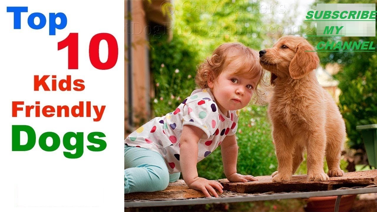 10 MOST CHILD Friendly Dog #dog #dogs #doglover #doglovers # ...