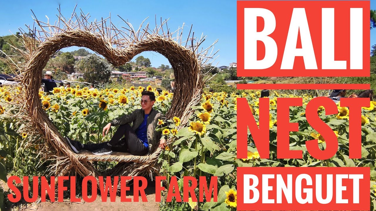 Sunflower Farm ng Shilan, La Trinidad, Benguet - YouTube