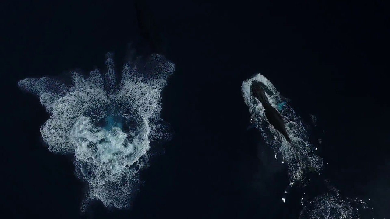 Epic Whale Drone Footage Maui Phantom 4 4K - YouTube