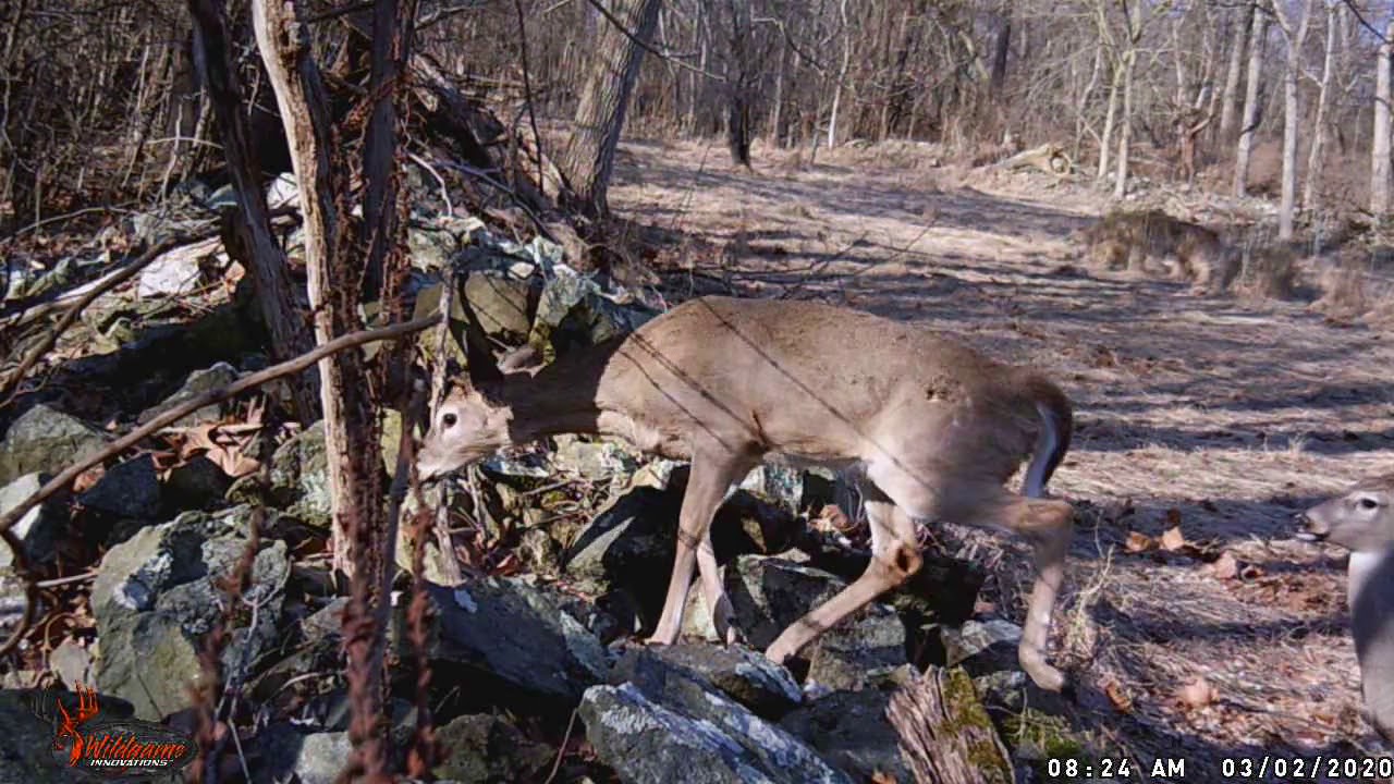 Deer With Mange March 02 2020 - YouTube
