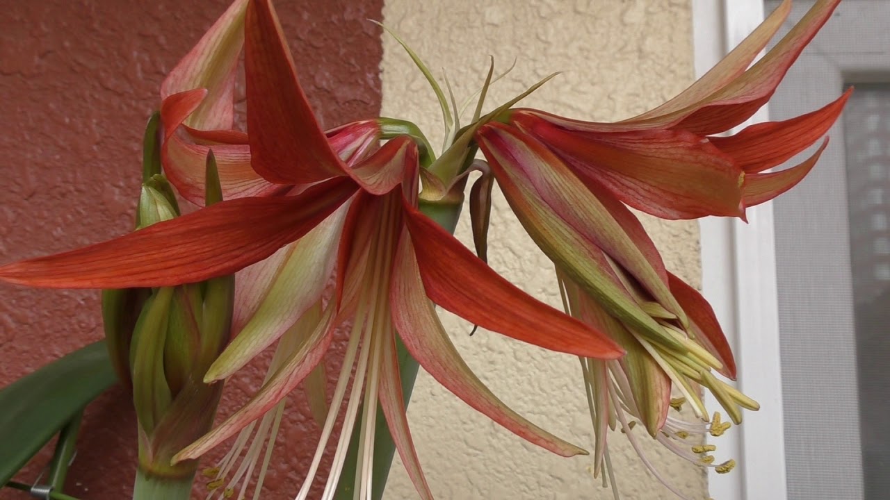 Hippeastrum cybistrer Sumatra - YouTube