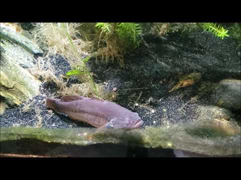 Purple Spotted Gudgeon Eating Dinner - YouTube