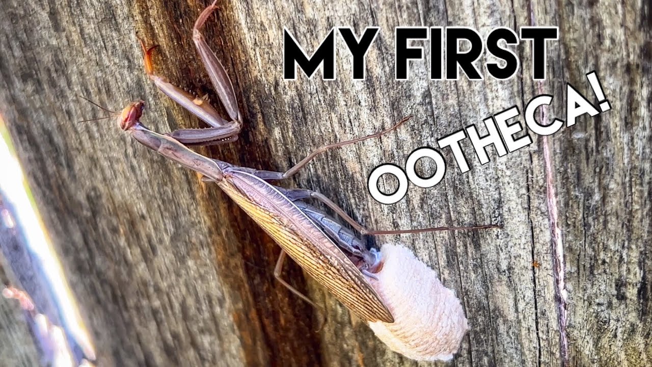 Mama praying MANTIS spinning her EGG SACK in my yard. - YouTube