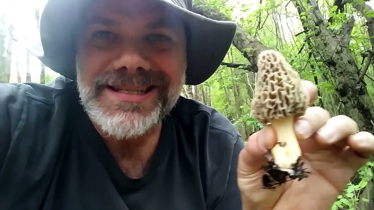 Gray Morel Mushrooms