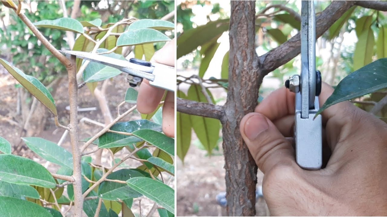 Cara Pemangkasan Pokok Durian | pokokgempi