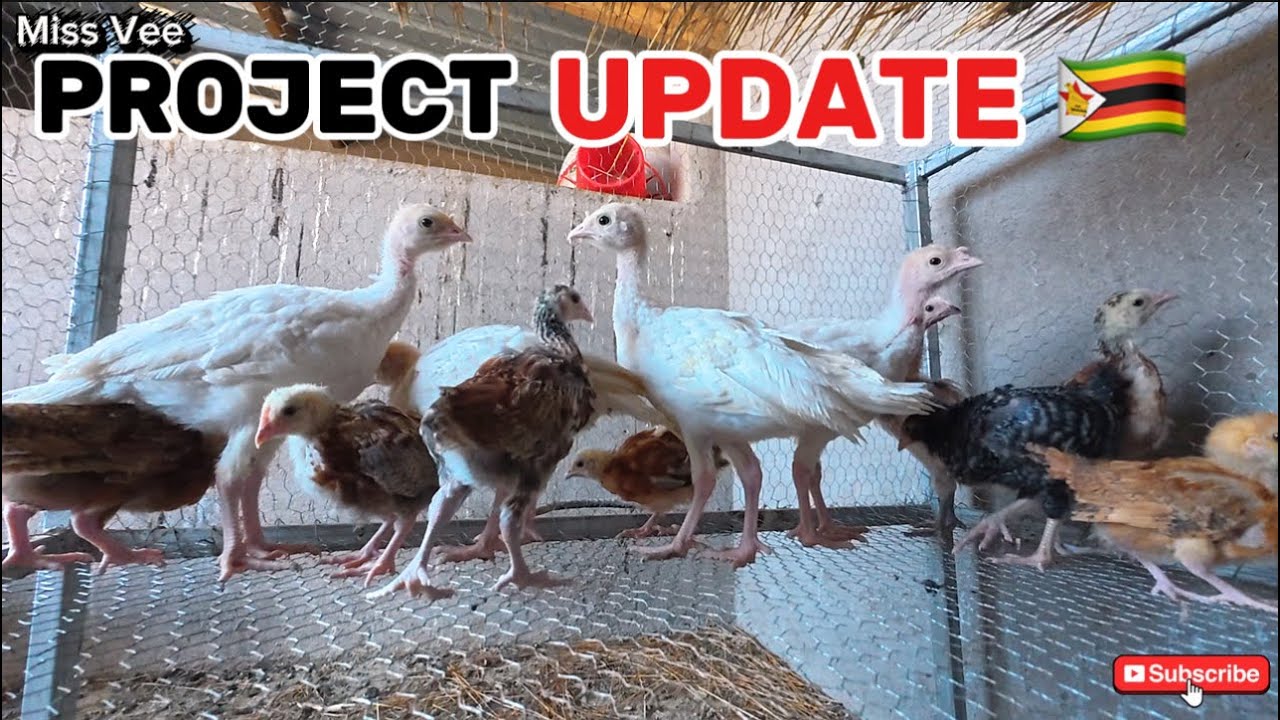 Poultry Project Progress | African Village Update 🇿🇼 - YouTube