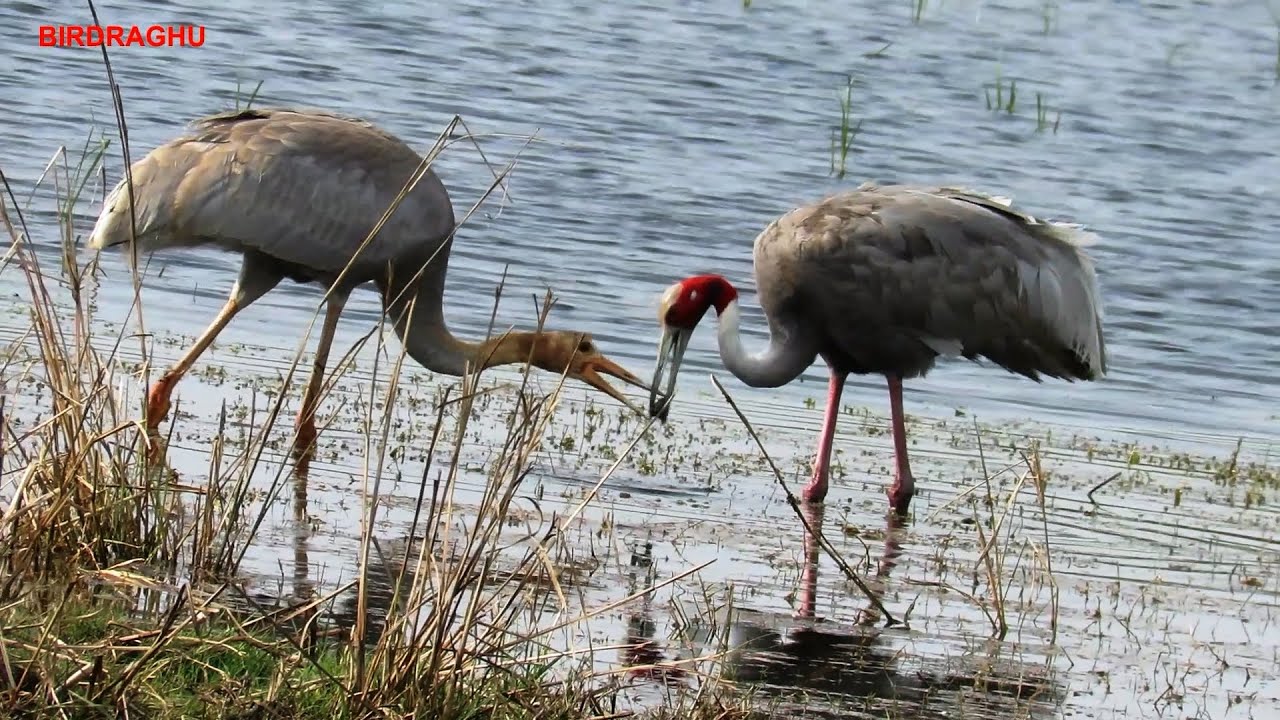 Six-Foot Birds! Sarus Crane- Tallest Flying Bird-Pairs up for Life ...
