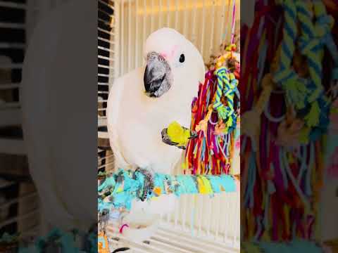 Cute yummy 😒 Boo - YouTube