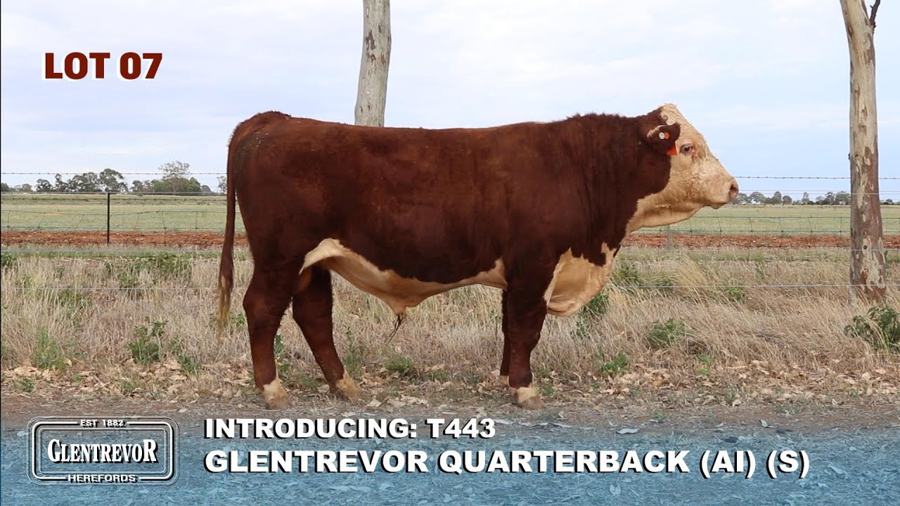 LOT 07 | GLENTREVOR QUARTERBACK T443 (AI) (S) - YouTube