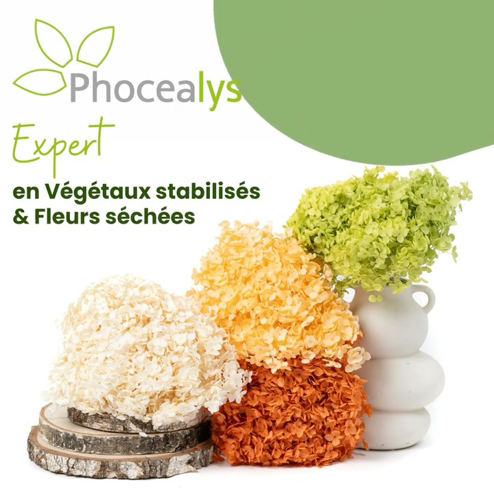 Phocealys Expert en végétaux stabilisés et fleurs séchées - YouTube