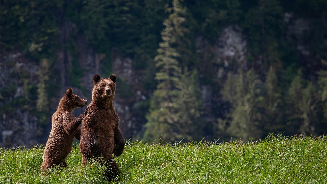 The Lush Scenery Of Canada's Great Bear Rainforest - YouTube