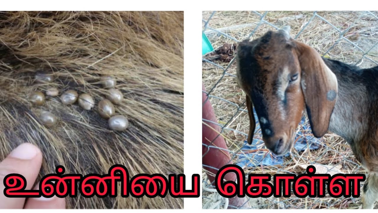 how to kill ticks for goat உன்னியை கொள்ள இயற்கை 🌿🍃மருத்துவம் - YouTube