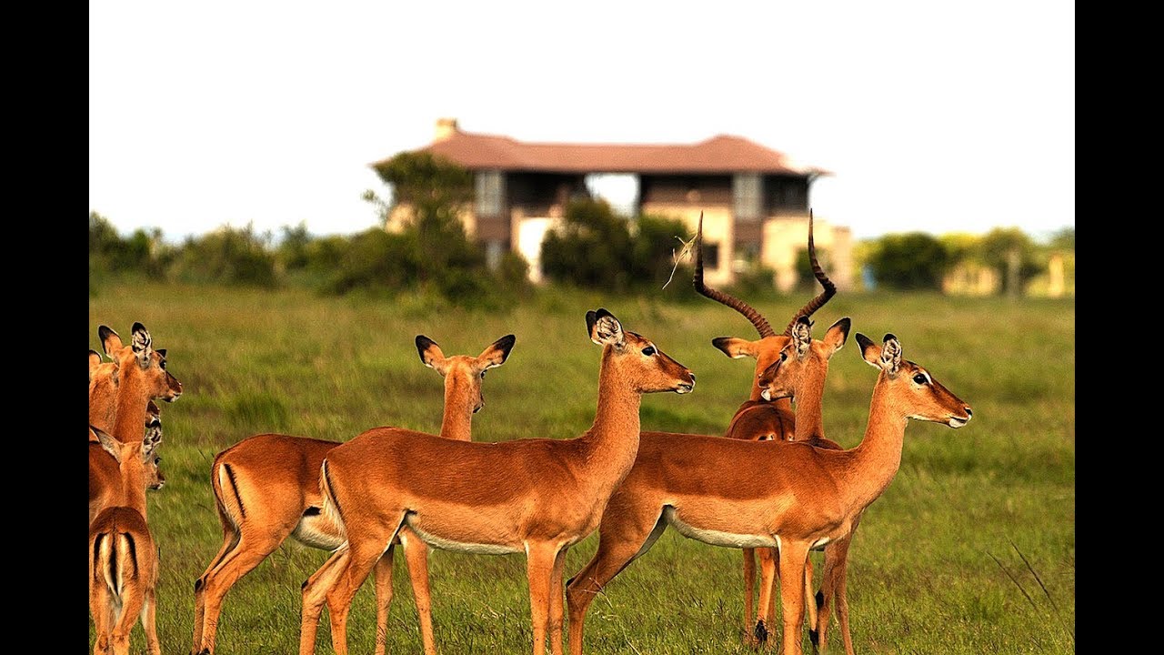 Mount Kenya Wildlife Estate - YouTube