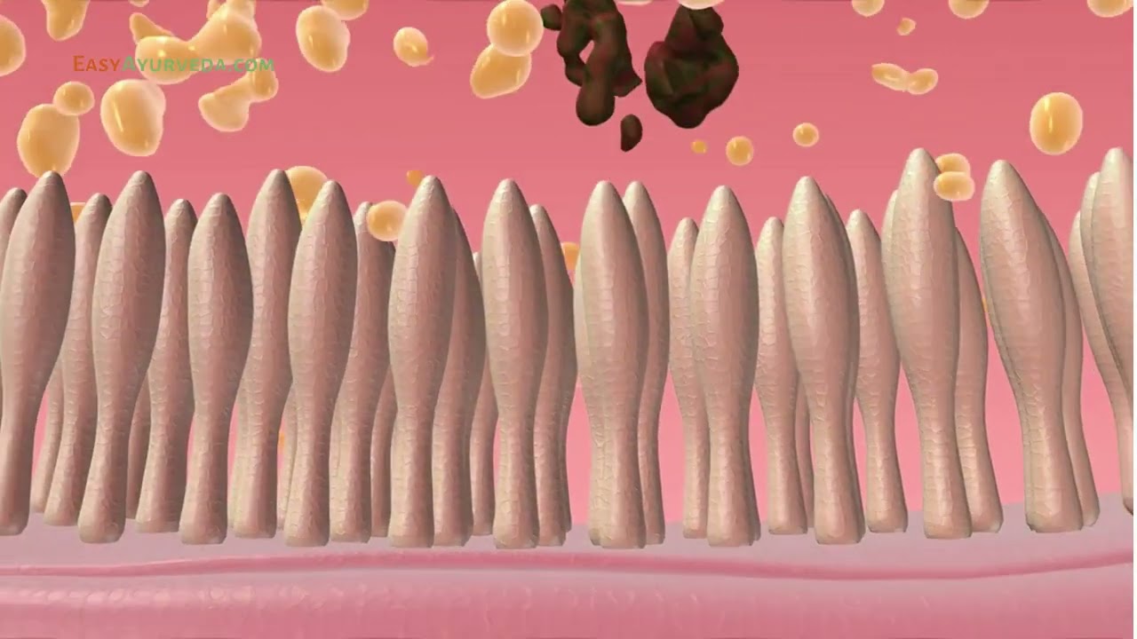 Benefits of Kutki: How it works? - YouTube