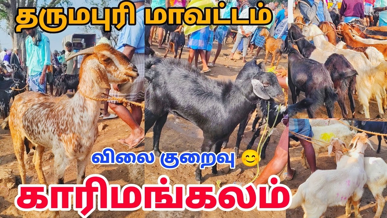 karimangalam Goat market குறைந்த விலையில் 🫢 தருமபுரி மாவட்டம் ...