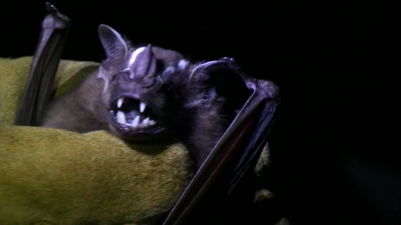 Bats in Belize - Part 2 - YouTube