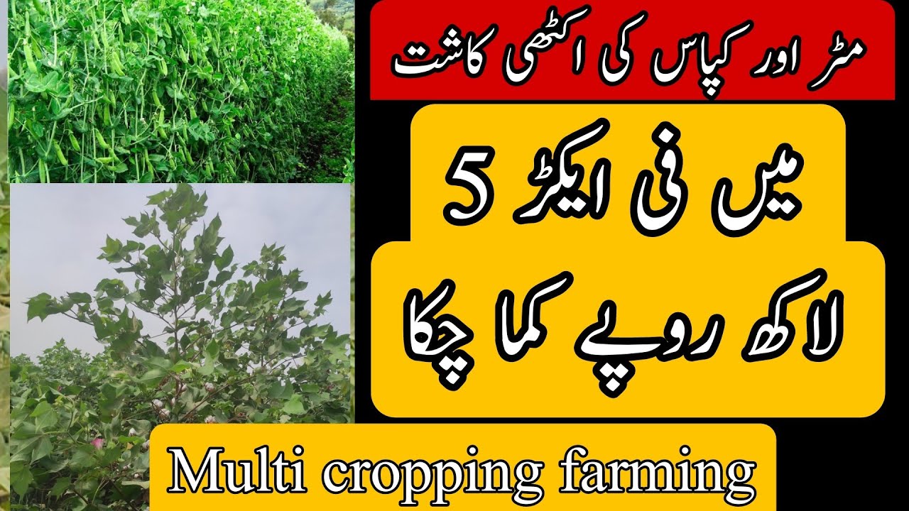 intercropping cotton with peas || mater or kapas ki multi cropping || # ...