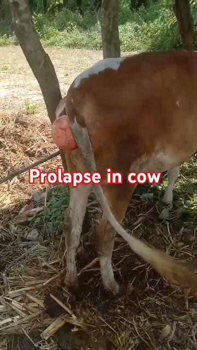 Vaginal prolapse in cow | uterine prolapse| Anal prolapse in cow| pecche ka ilaj# - YouTube