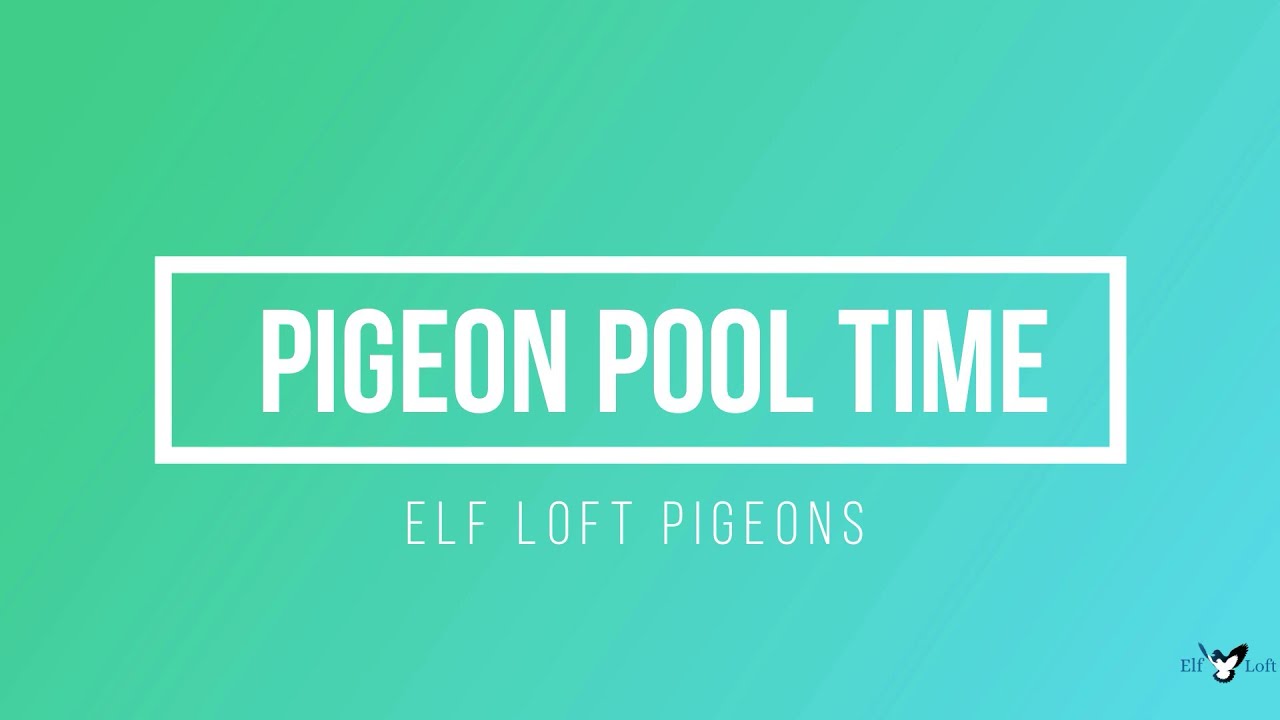 Pigeon Pool Time 2 - YouTube