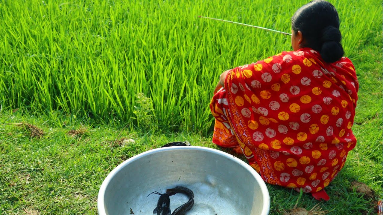 Fishing In Rice Field |🎣🔥Hook Fishing Professional Angler Catching Cat ...