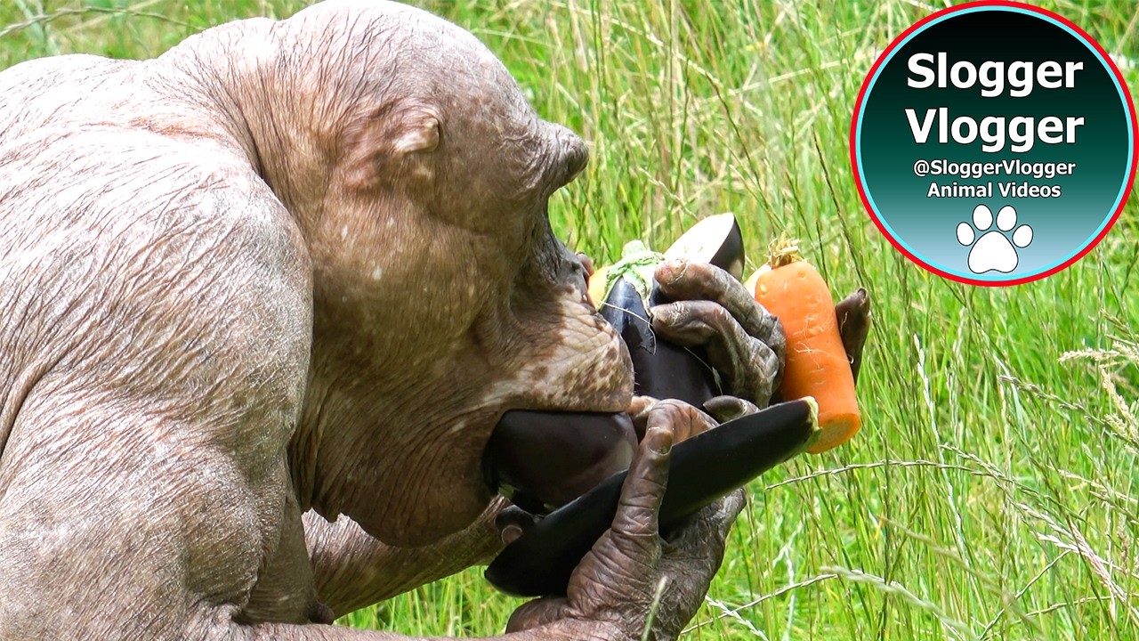 Ape- tizer - Jambo's Veggie Feast - YouTube