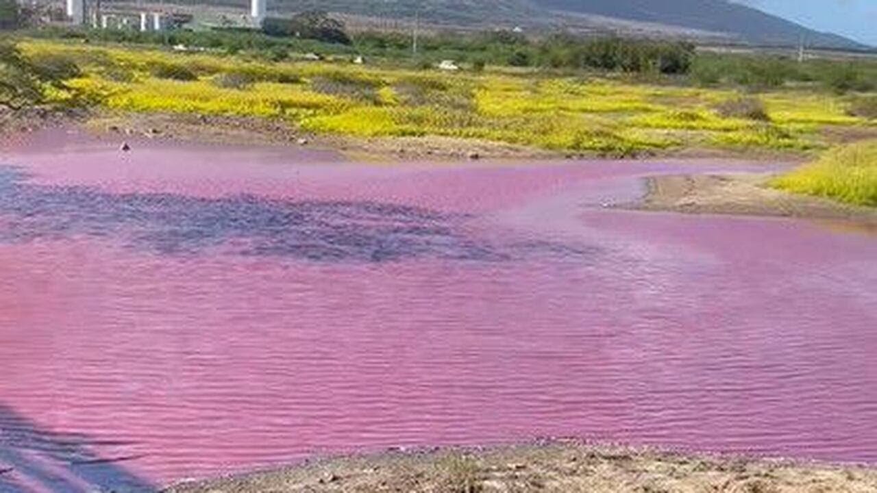 WATCH: Kealia Pond in Maui turns startling pink in natural phenomenon ...