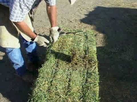 Moldy Hay - YouTube