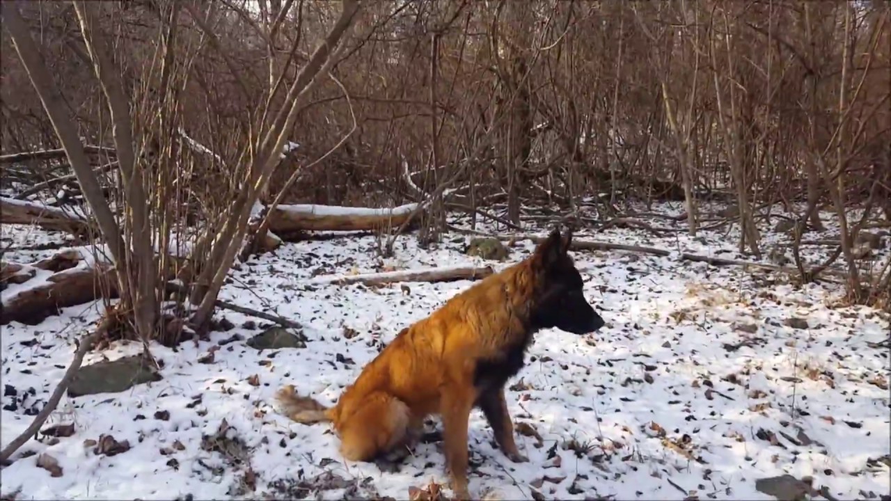 Day 3 of Malinois Puppy Training - YouTube