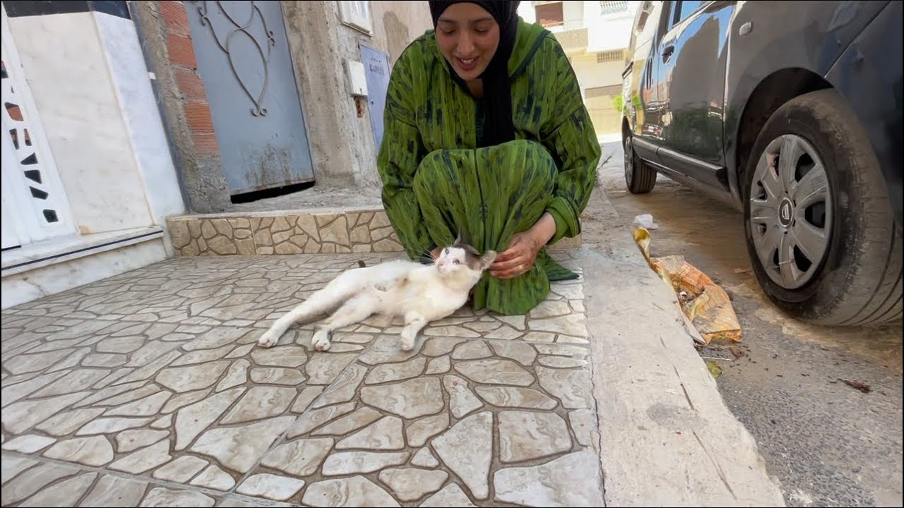 Offer food and water to this very cute shady cat. - YouTube