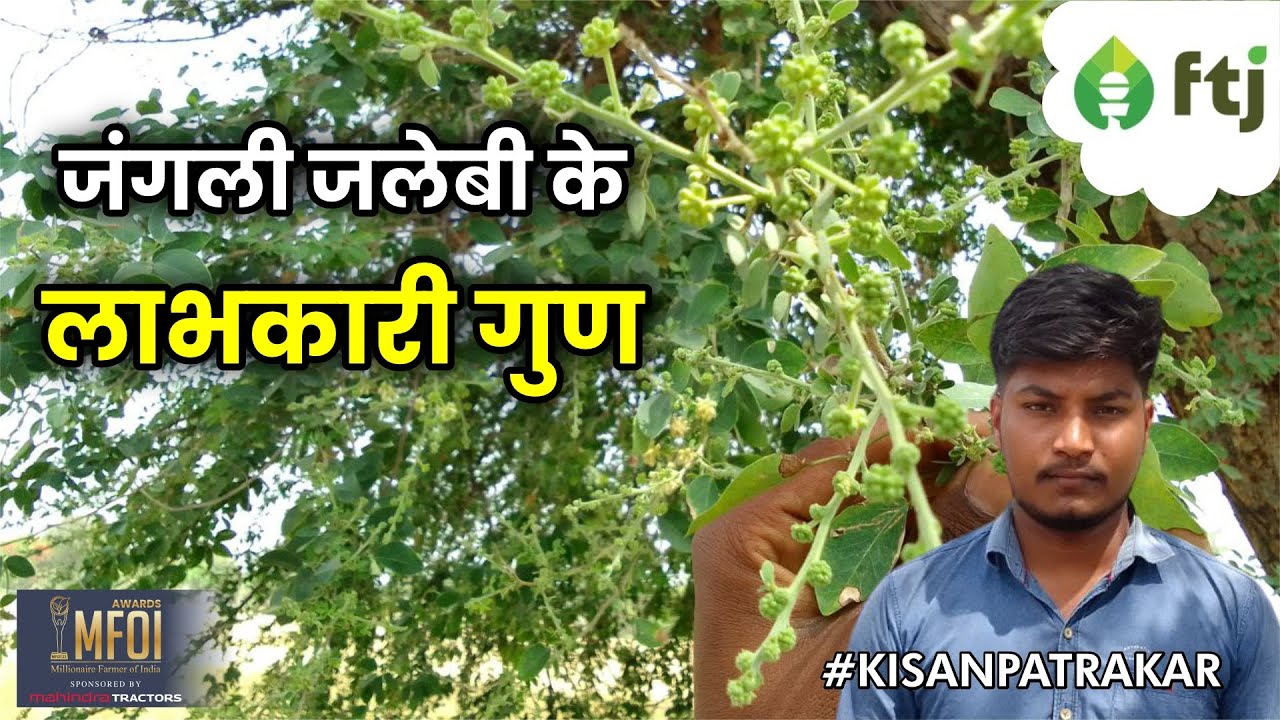 Jungle Jalebi Tree: जंगली जलेबी की खेती और इसकी पहचान व लाभकारी गुण ...