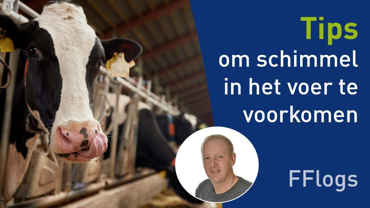 Schimmel en broei in de kuil? Zo voorkom je dat het in het voer terecht ...